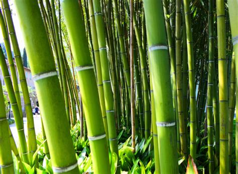 The Benefits Of Bamboo The Diary Of A Jewellery Lover