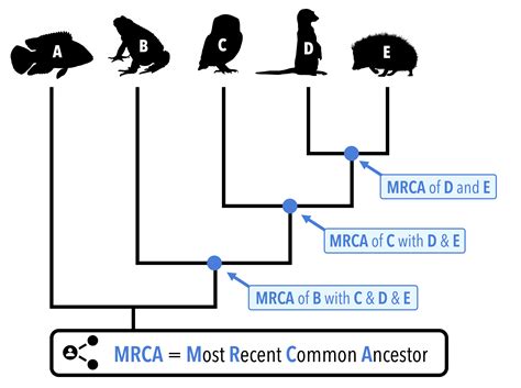 6 Species Limits Phylogatr