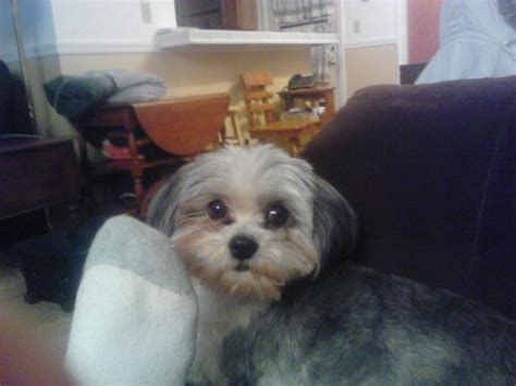 Tiny Winy Contest Entry 19727 Modern Dog Magazine