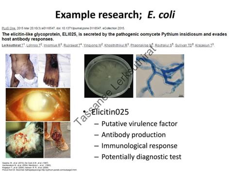Heterologous Expression Lecture Pdf