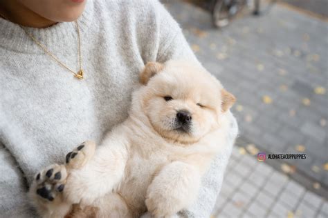 Cow [mini Chow Chow] Aloha Teacup Puppies Inc