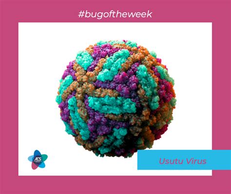 Usutu Virus USUV