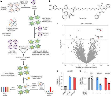 Protein Degradation