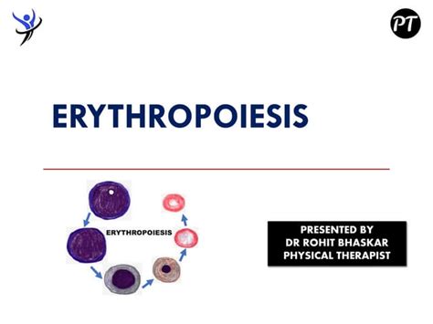 Erythropoiesis Dr Rohit Bhaskar Ppt