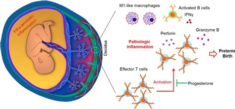 Conceptual Framework Maternal Effector And Activated T Cells