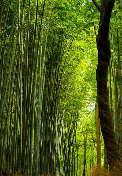 Green Bamboo In Forest Bamboo Promotes Conservation Forestry And