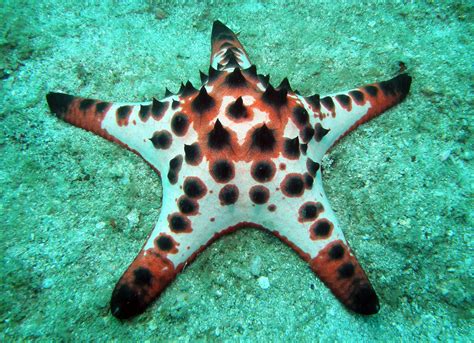 Short Essay On The Classification Of Echinoderms Phylum