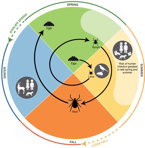Vector Borne Diseases Their Cause And Preventions