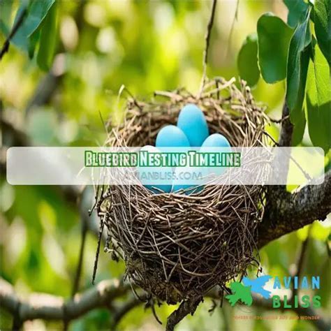 Bluebirds Nests And Eggs A Complete Guide To Nesting Habits