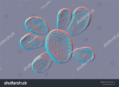 Fungi Paracoccidioides Brasiliensis Dimorphic Fungus That Stock