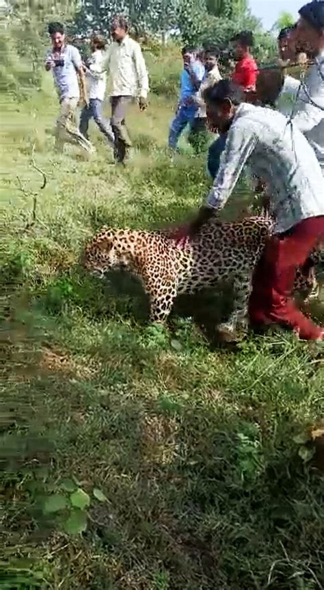 Shocking Video Shows Villagers Torment A Sick Leopard Wandering Through