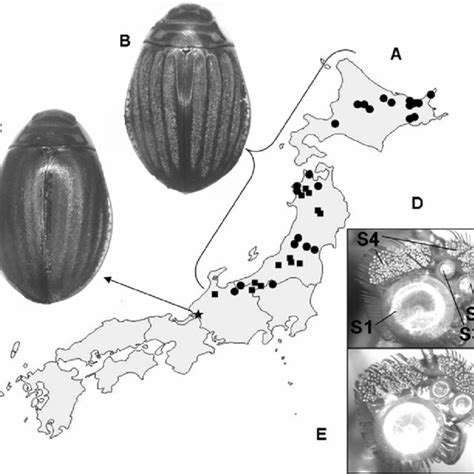 A Possible Example Of Recent Allopatric Speciation Driven By Sexual Download Scientific Diagram