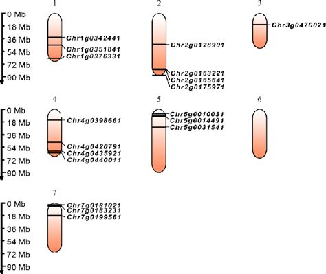 Table 1 From Genome Wide Analysis Of Tcp Transcription Factors And