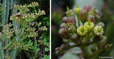 Cissus Quadrangularis Plantzafrica