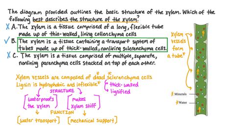 Xylem Vessel Diagram