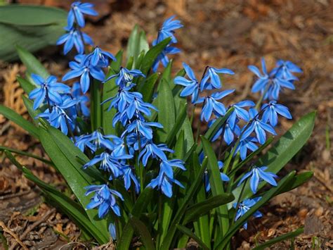 Siberian Squill Nature Free Photo On Pixabay Pixabay