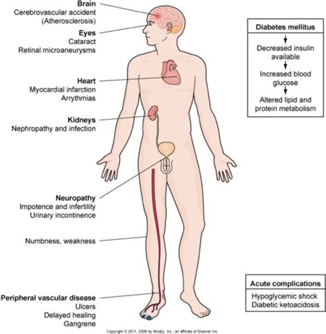 Endocrine System Part 2 Flashcards Quizlet