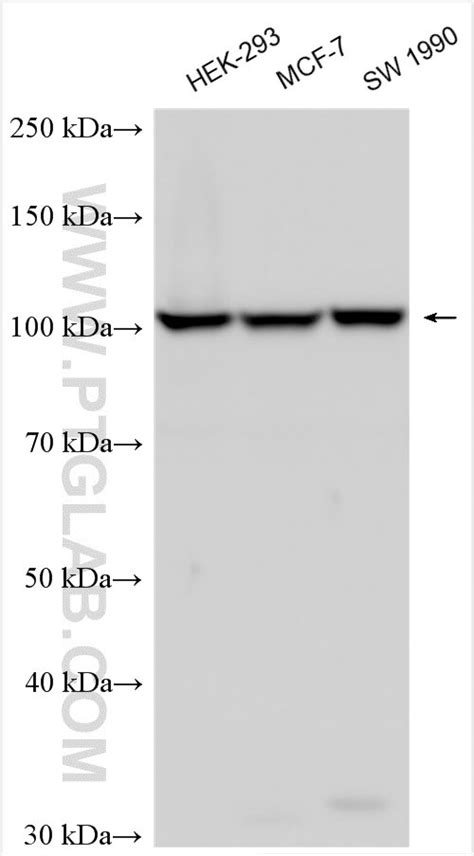 NOM1 antibody (29798-1-AP) | Proteintech