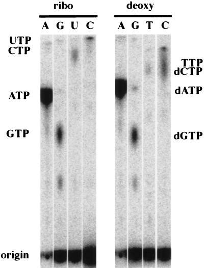 Polyphosphate Kinase As A Nucleoside Diphosphate Kinase In Escherichia
