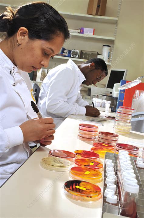 Microbiology Analysis Stock Image C0254358 Science Photo Library
