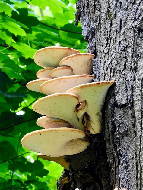 Solve From Lime Pits Woods Jigsaw Puzzle Online With 99 Pieces