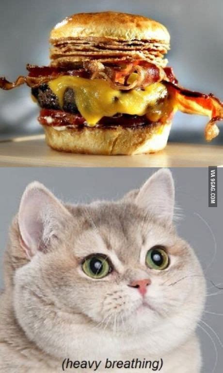 Funny Cat Meme With Bacon Cheeseburger