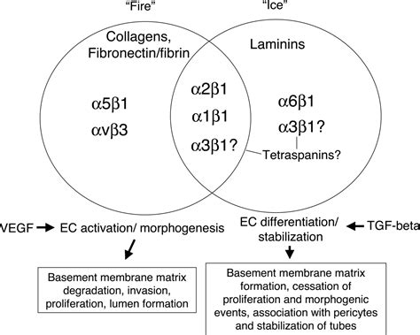 Endothelial Extracellular Matrix Circulation Research