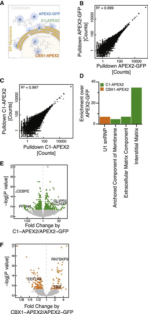 Proximity Rna Labeling By Apex Seq Reveals The Organization Of