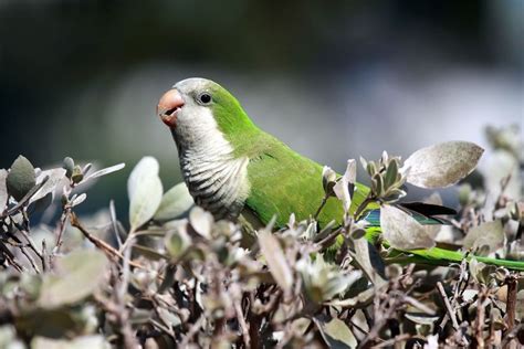 Monk Parakeets Have “voiceprints” That Identify Themselves In Groups
