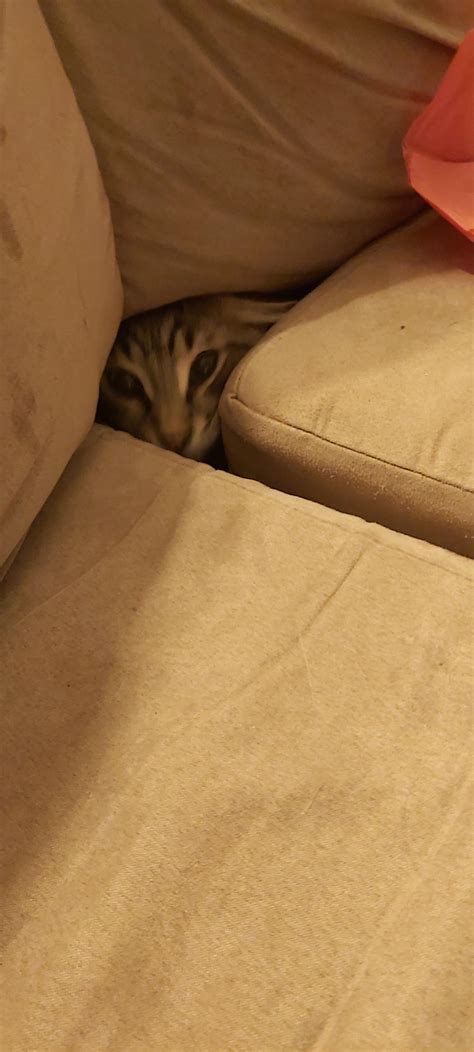 10000 Best Breeding Material Images On Pholder Breeding Material Bleached Hentai And Furrygooners