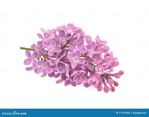 Цветок весны сирень пурпура хворостины Syringa сирени листьев зеленого
