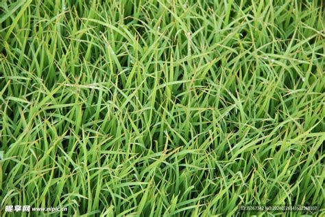 禾苗摄影图图片素材其他摄影图库昵图网