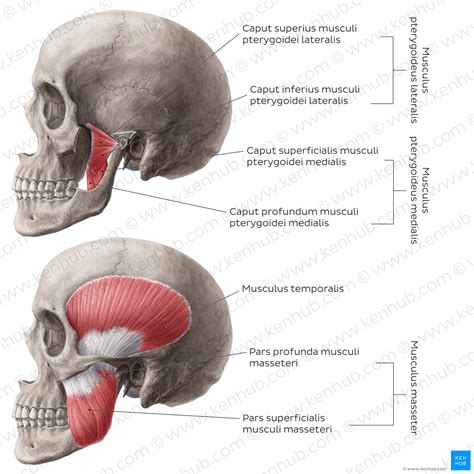 Musculus Pterygoideus Medialis Und Lateralis Anatomie Kenhub