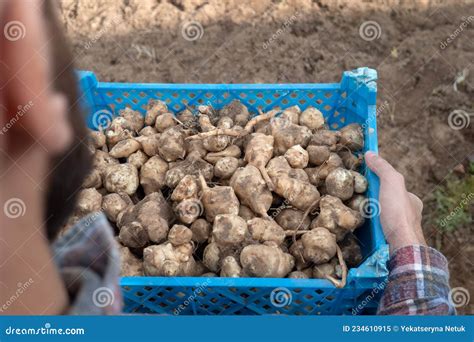 Jerusalem Artichoke Harvest In The Hands Of A Farmer In A Storage Box