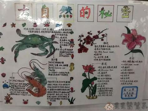 简单又少字的自然笔记手抄报 读书笔记手抄报 普车都