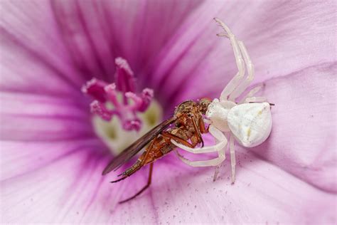 This One Dared R MacroPorn