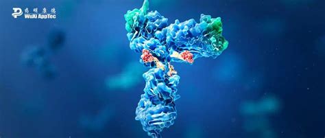 基于lba技术的抗体类药物临床前pk生物分析策略与路径 知乎