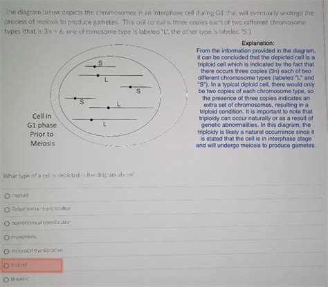 [solved] The Diagram Below Depicts The Chromosomes In An Interphase
