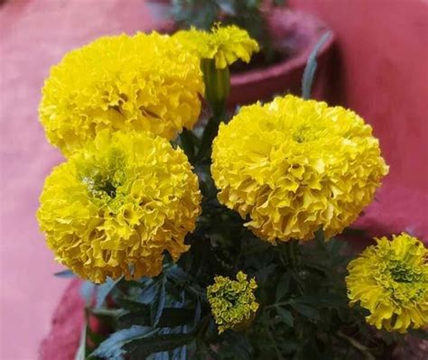 දහස්පෙතියා මල් වවමු 🔴දහස් Downsouth Life Sri Lanka