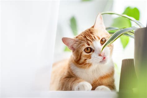 Purr Fectly Pet Safe The Best Cat Friendly Plants For Your Home