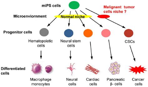 The Hypothesis Of MiPS Differentiation When Exposed To Normal Or Download Scientific Diagram