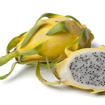 Растение Питахайя (Pitahaya) Жёлтая черенкован. 50-55 см. Комнатный ...