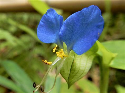 森の植物の歳時記 91 ツユクサ露草公益財団法人 ニッセイ緑の財団