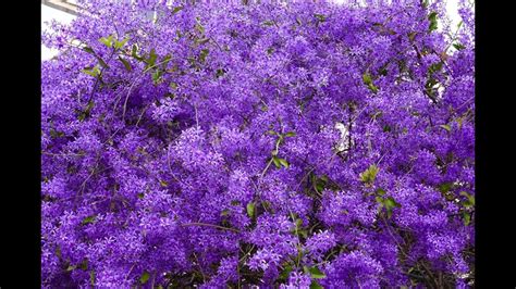 2025 03 15鹿谷清水溝麝香木 快活林 Youtube