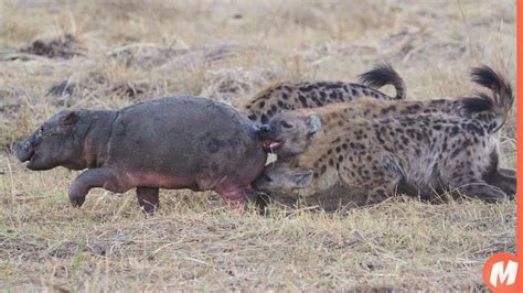 عندما تهجم الضباع على صغير فرس النهر Youtube