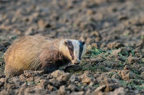 Dachs Forum für Naturfotografen