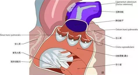 【珍藏】这组心脏解剖图，太赞了！ 图片