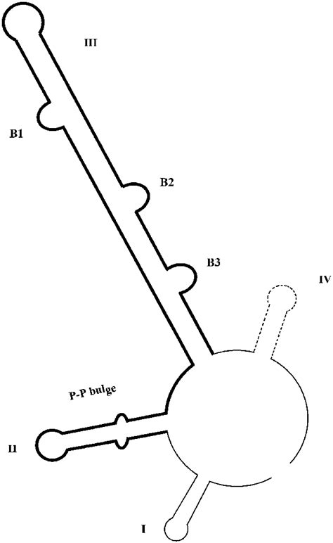 The Putative Secondary Structure Model Of The Its2 Transcript In Download Scientific Diagram
