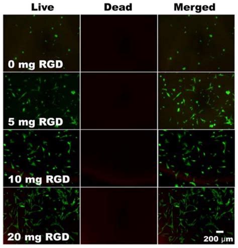 Photocrosslinkable Biodegradable Hydrogels With Controlled Cell Adhesivity For Prolonged Sirna