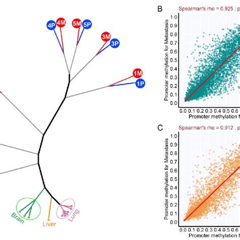 DNA Methylation Similarity Between Primary Tumors And Paired